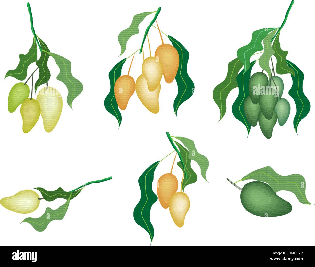 Fresh mango fruits Stock Vector Images - Alamy
