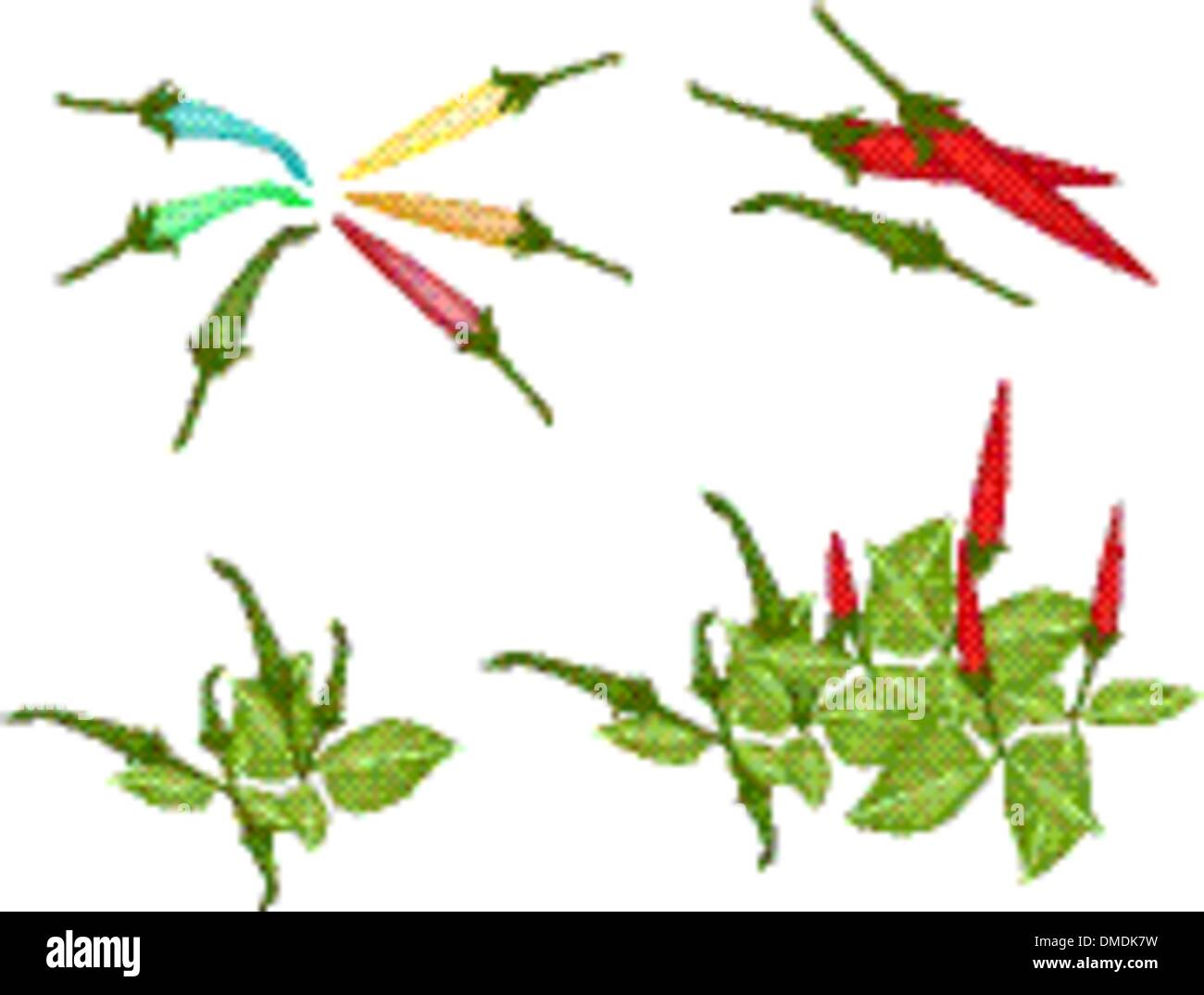 Bell pepper chilli pepper peppers Stock Vector Images - Alamy