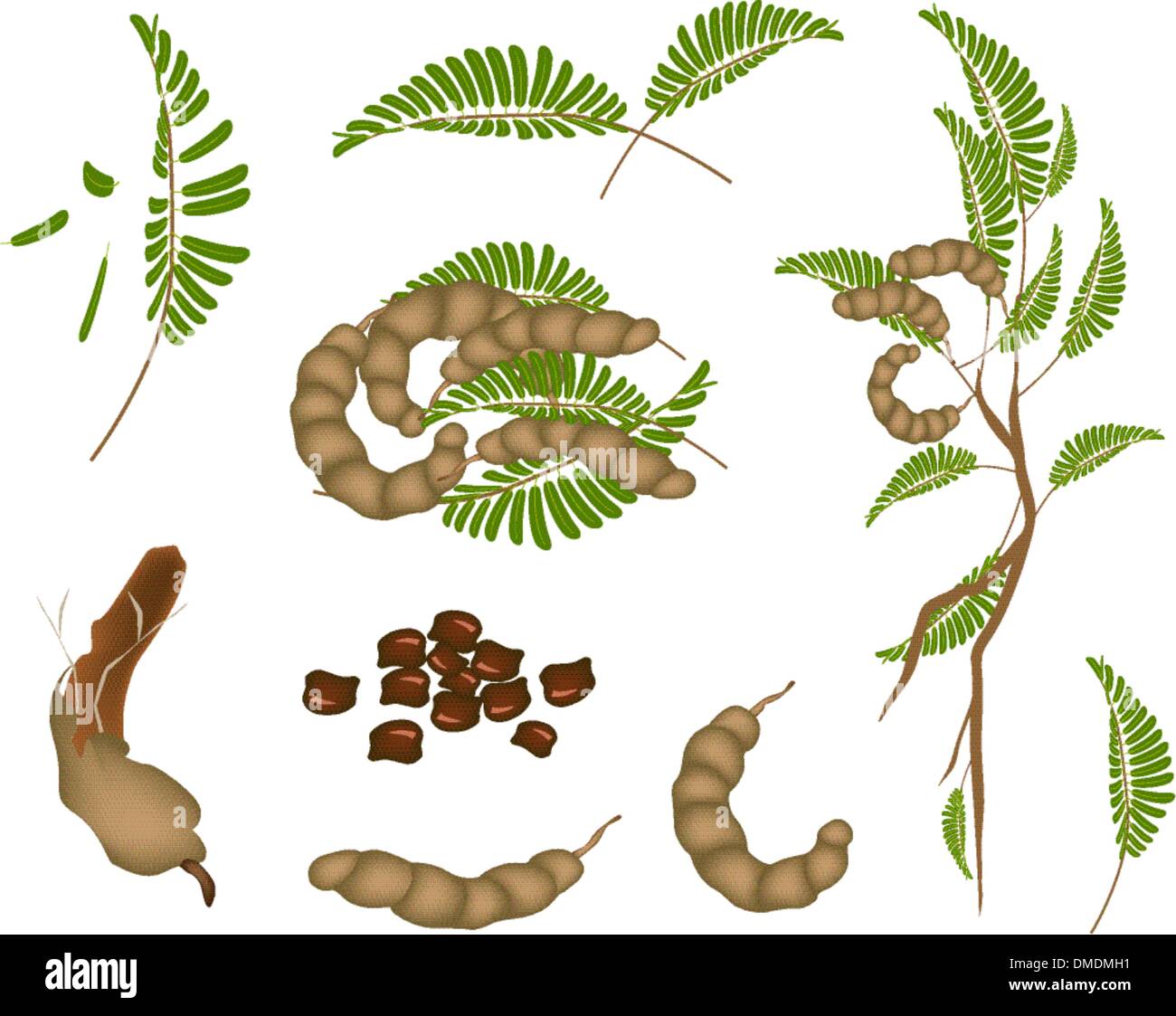 Tamarind fruit pulp Stock Vector Images - Alamy
