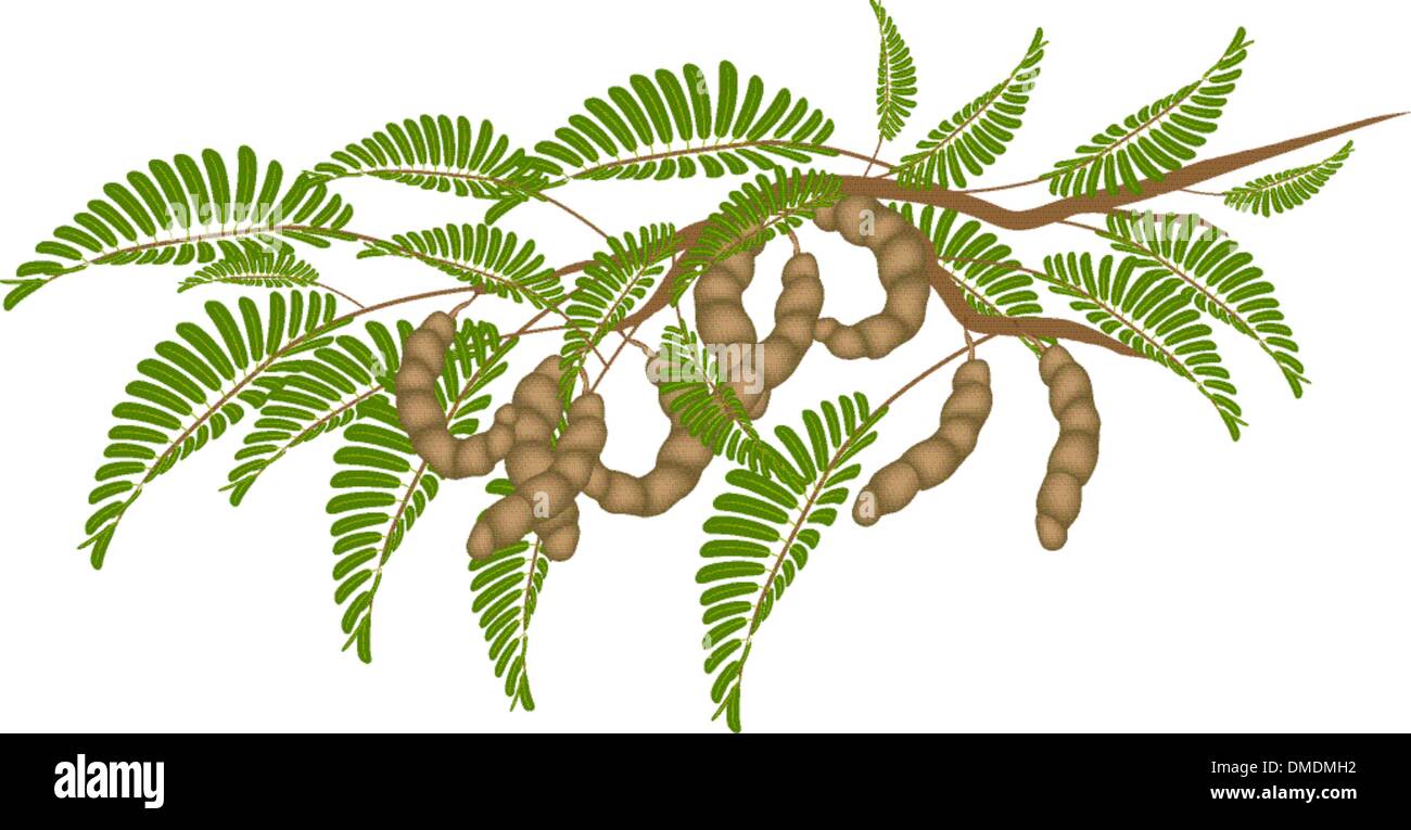 Tamarind tree fruit Stock Vector Images - Alamy