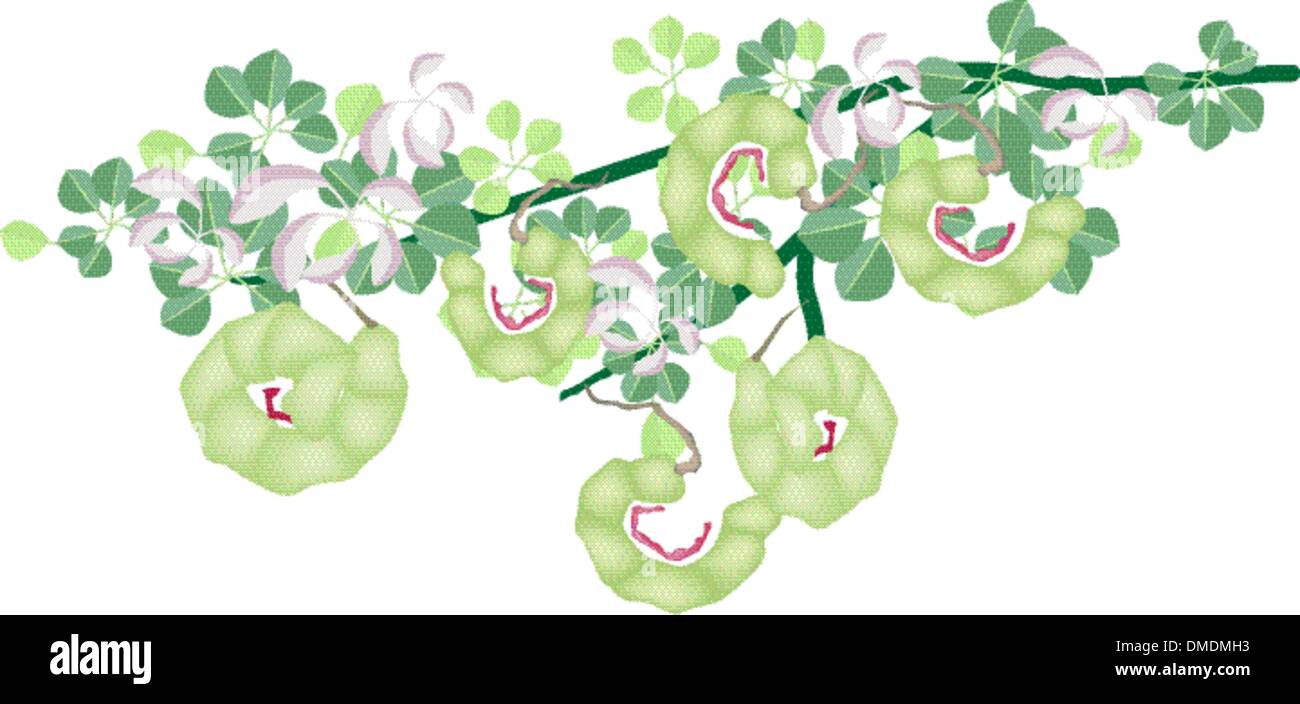 Manila tamarind pithecellobium dulce hi-res stock photography and ...