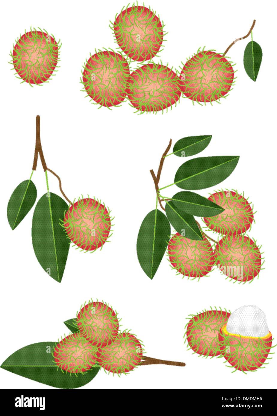 Rambutan harvest Stock Vector Images - Alamy