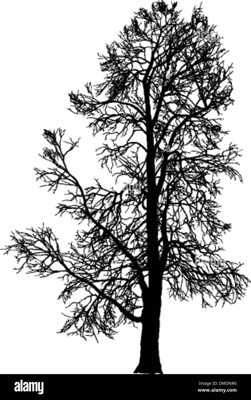 Flowering chestnut tree Cut Out Stock Images & Pictures - Alamy