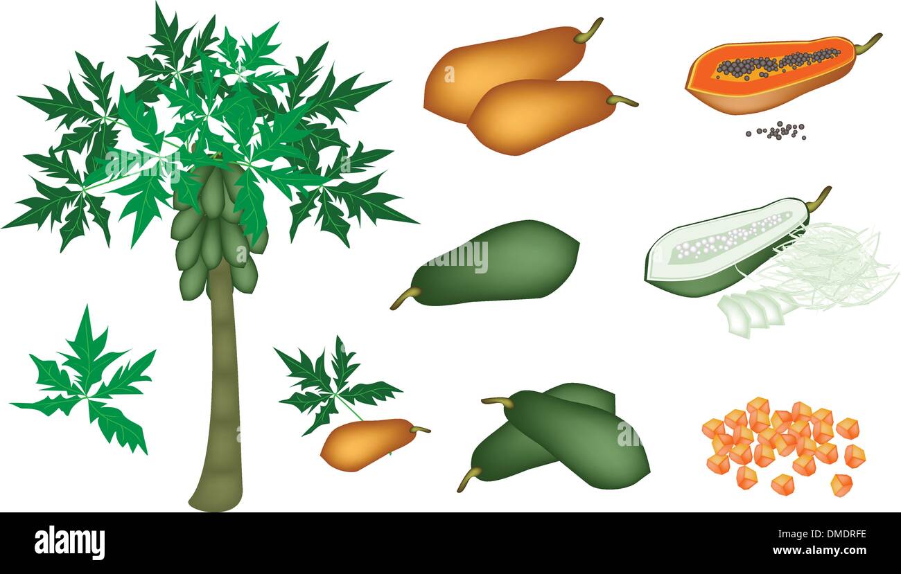 Papaya Tree Clipart