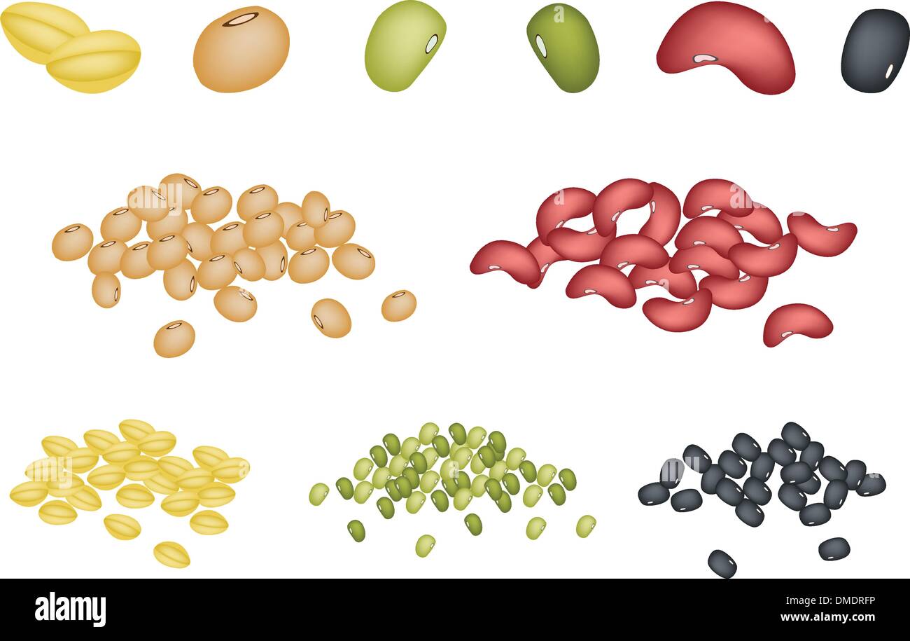 Set of Different Beans on White Background Stock Vector Image & Art - Alamy