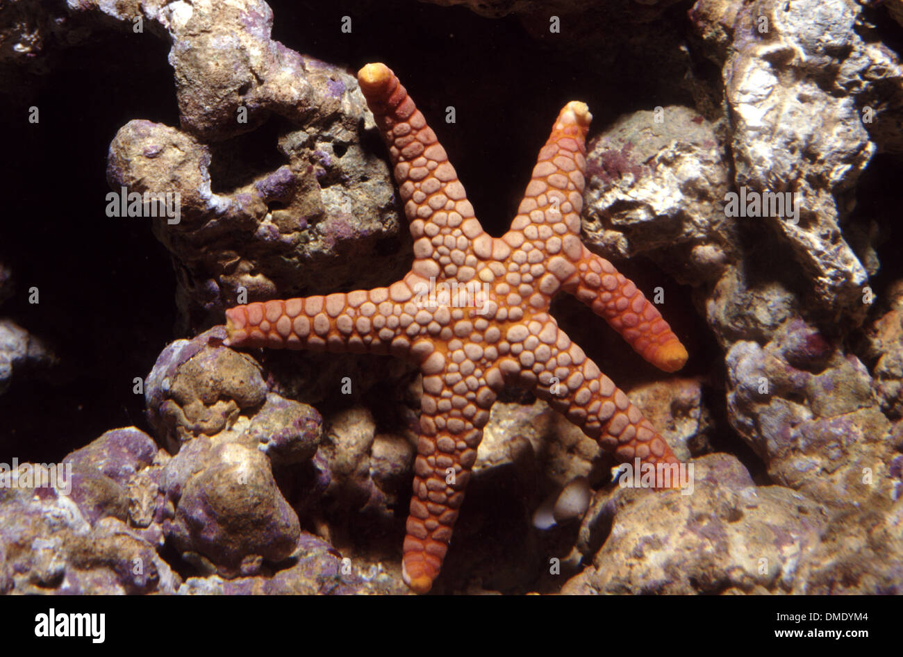 Starfish regeneration arms hi-res stock photography and images - Alamy