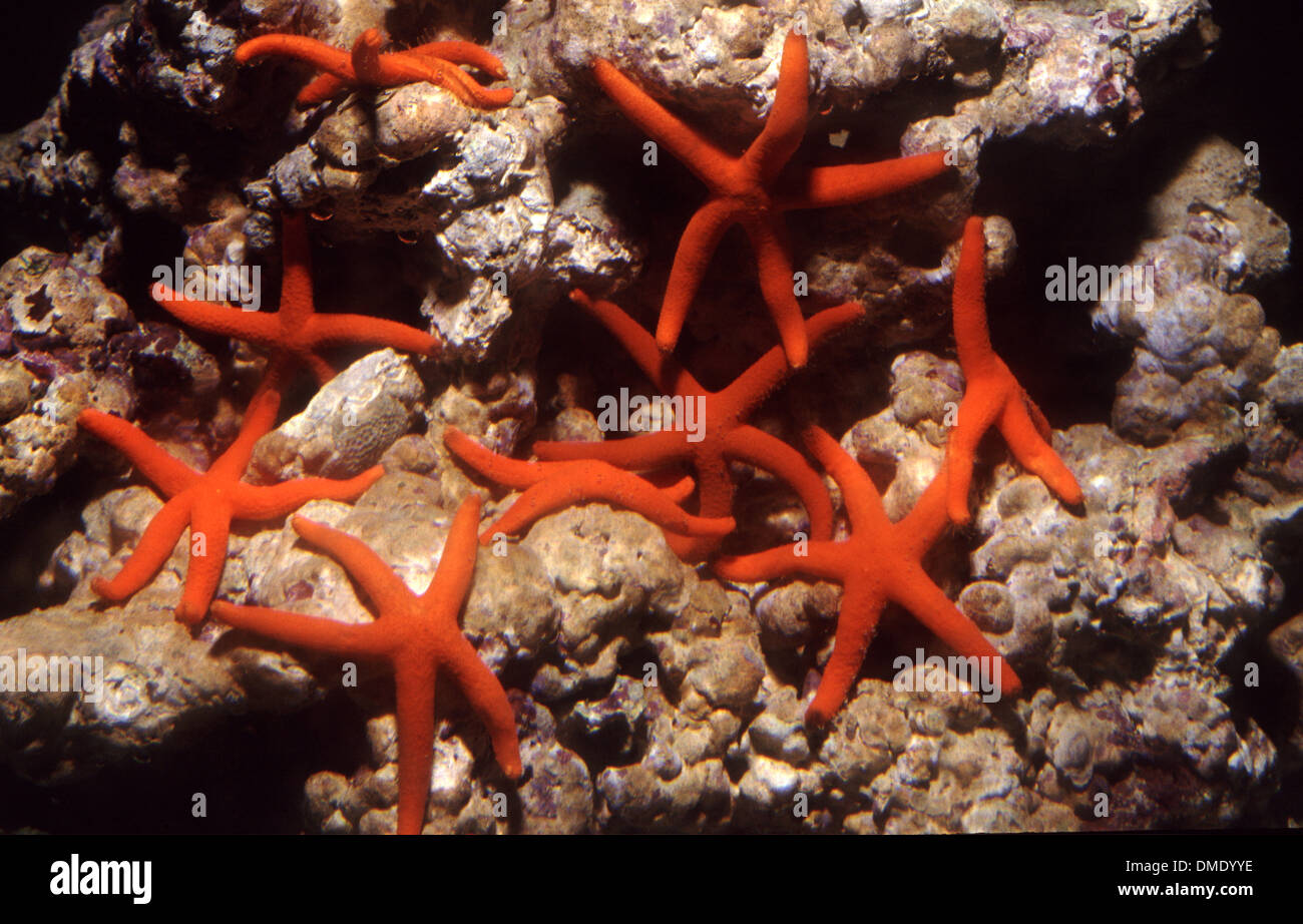 Tropical Red starfish (Echinaster luzonicus) in aquarium Stock Photo ...