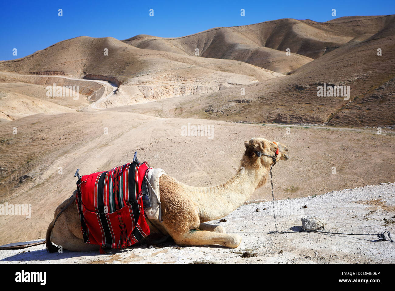 Desert landscape with camel Stock Photo - Alamy