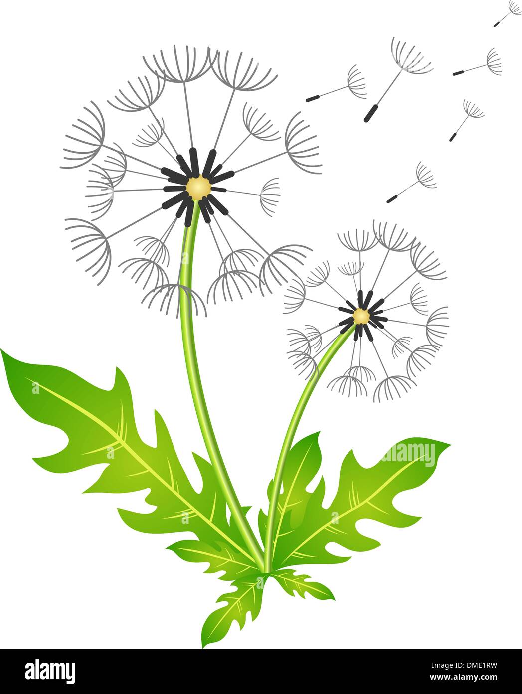 Dandelion. Vector illustration Stock Vector Image & Art - Alamy