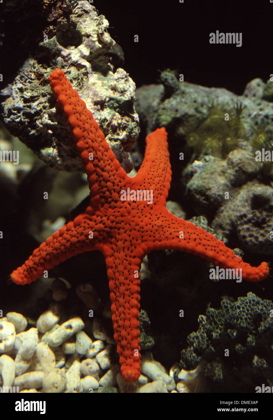Red starfish (Fromia milleporella) in aquarium Stock Photo - Alamy