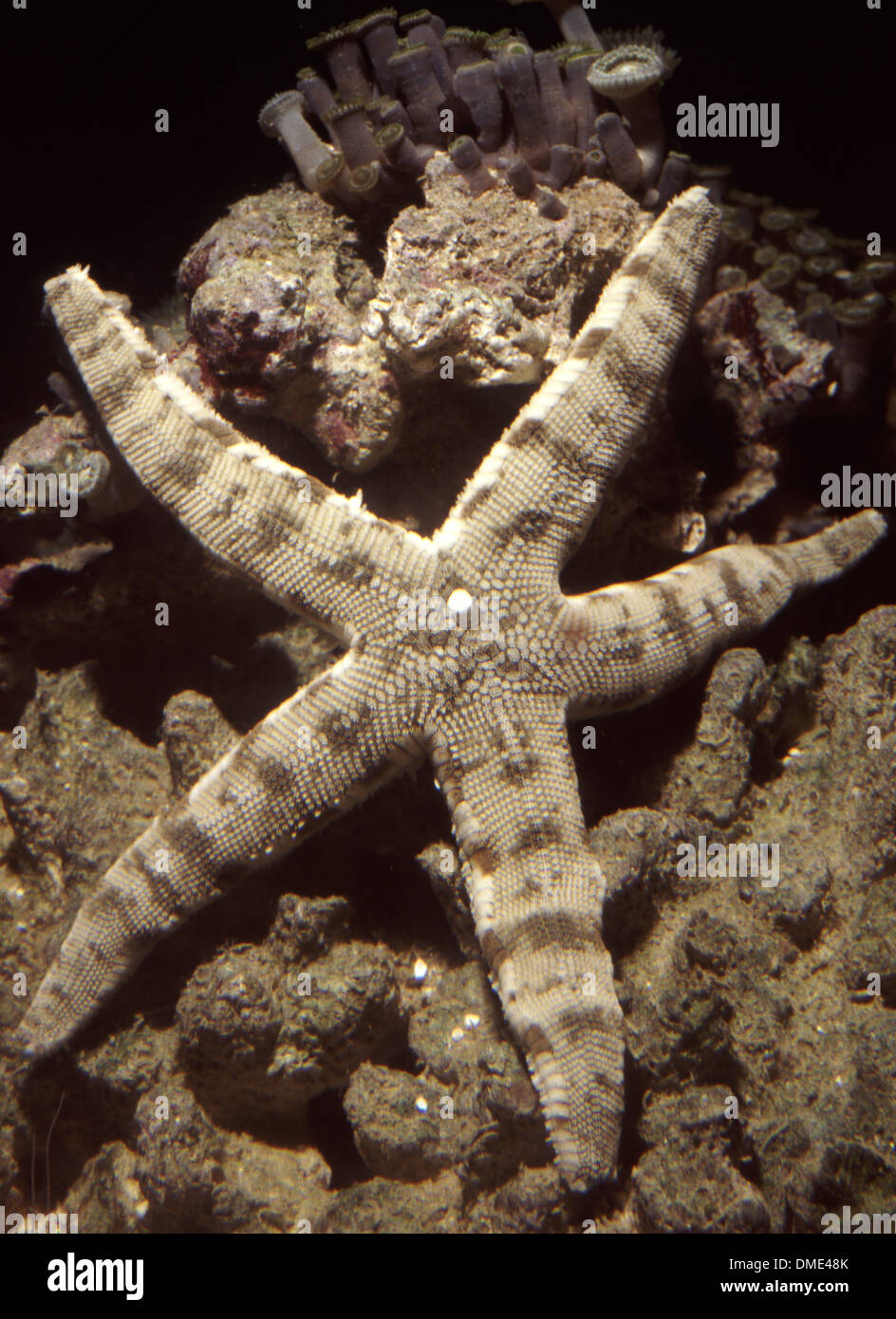 Tropical starfish (Archaster typicus Stock Photo - Alamy