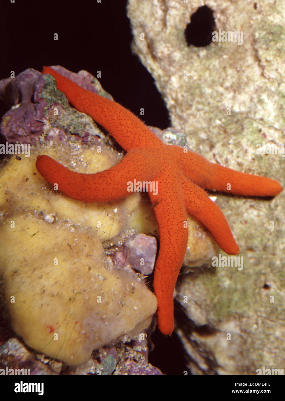 Mediterranean red starfish (Echinaster sepositus) feeding a sponge ...
