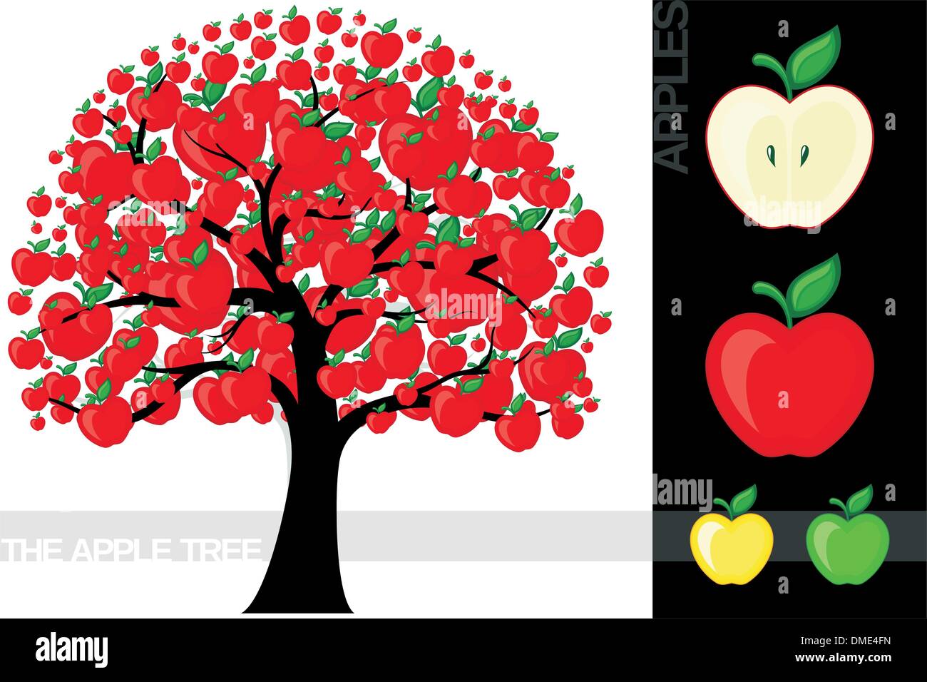 Apples tree fruit Stock Vector Images - Alamy