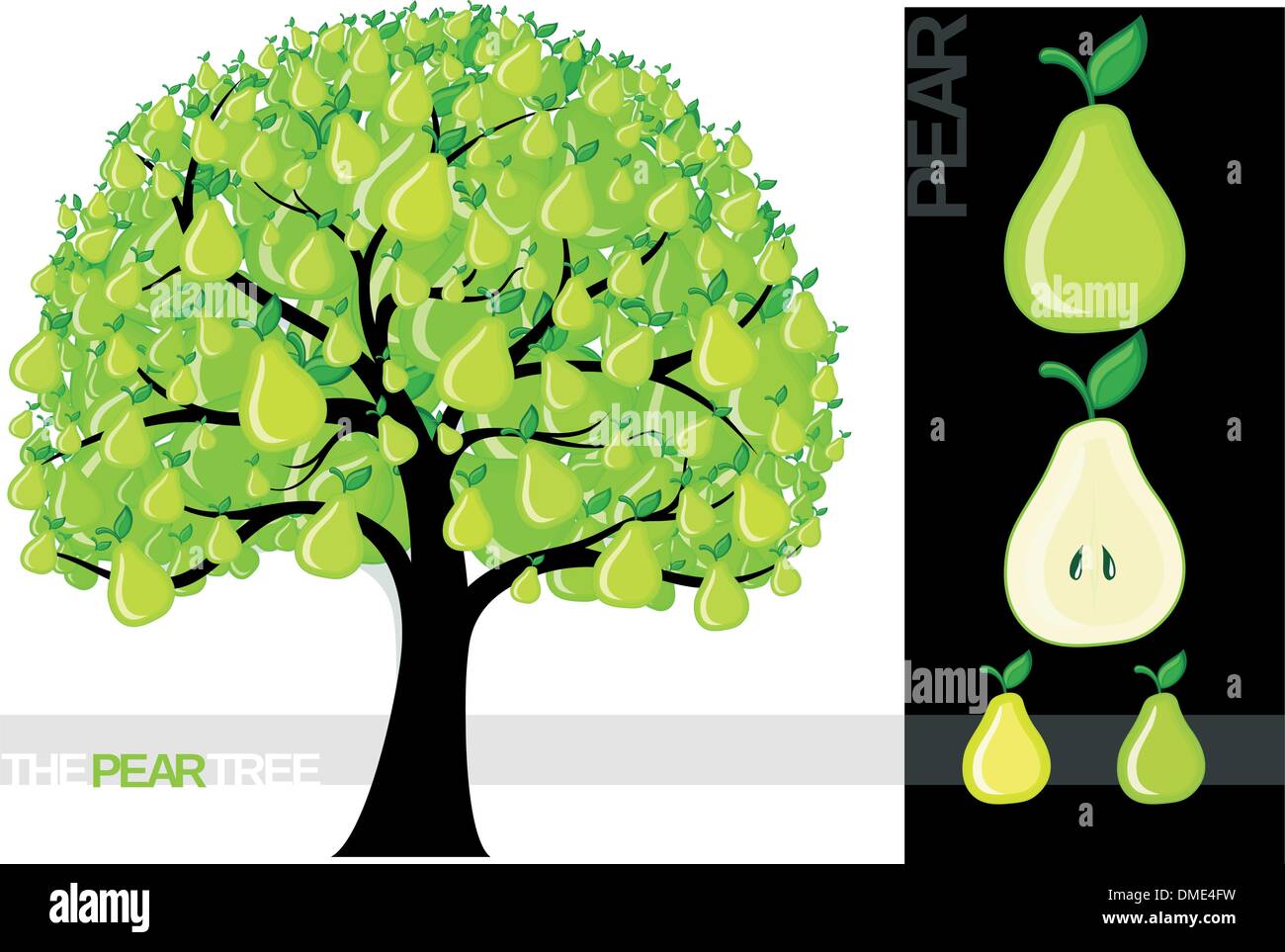 Pear tree leaves Stock Vector Images - Alamy