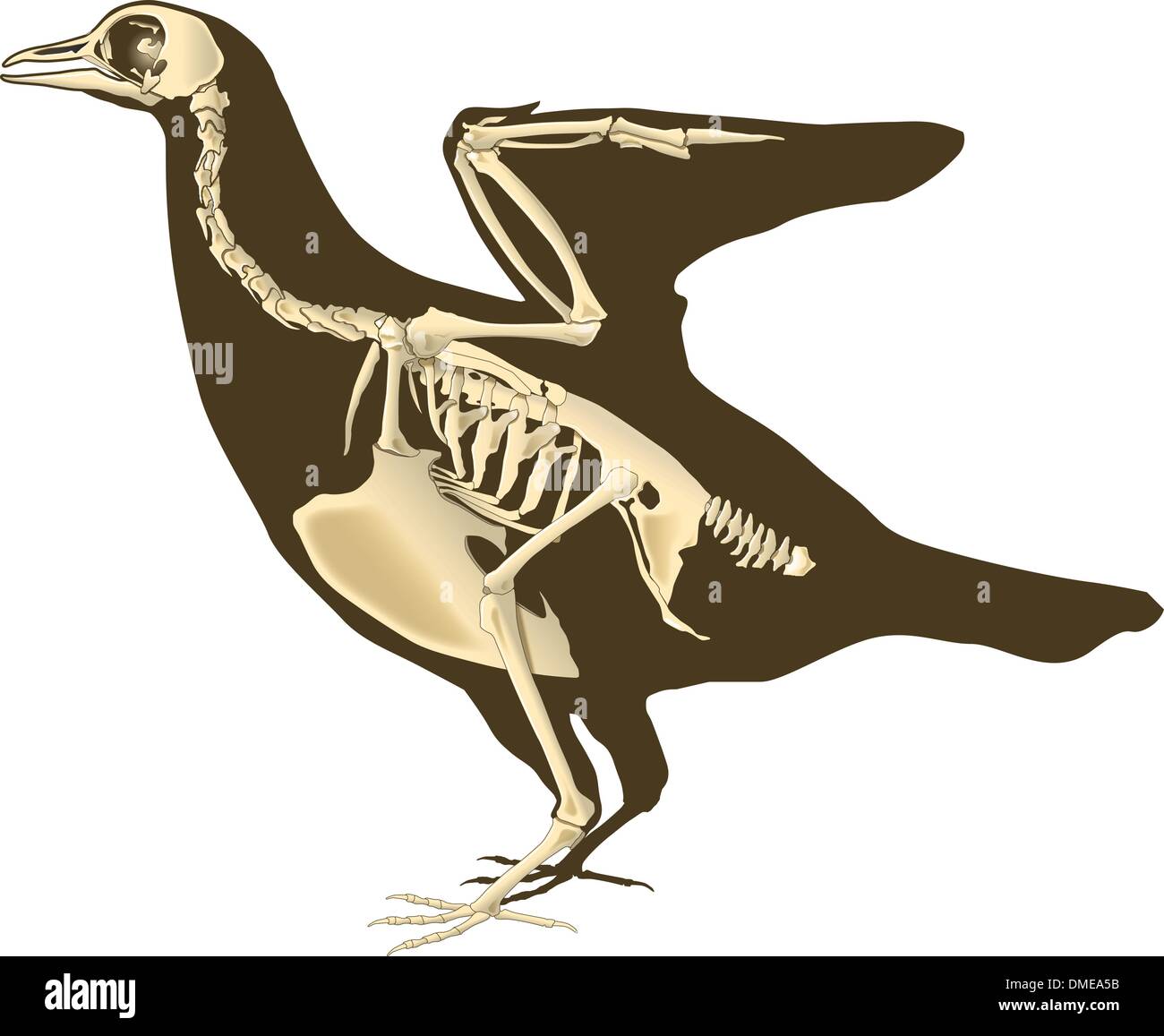 Bird wing anatomy hi-res stock photography and images - Alamy