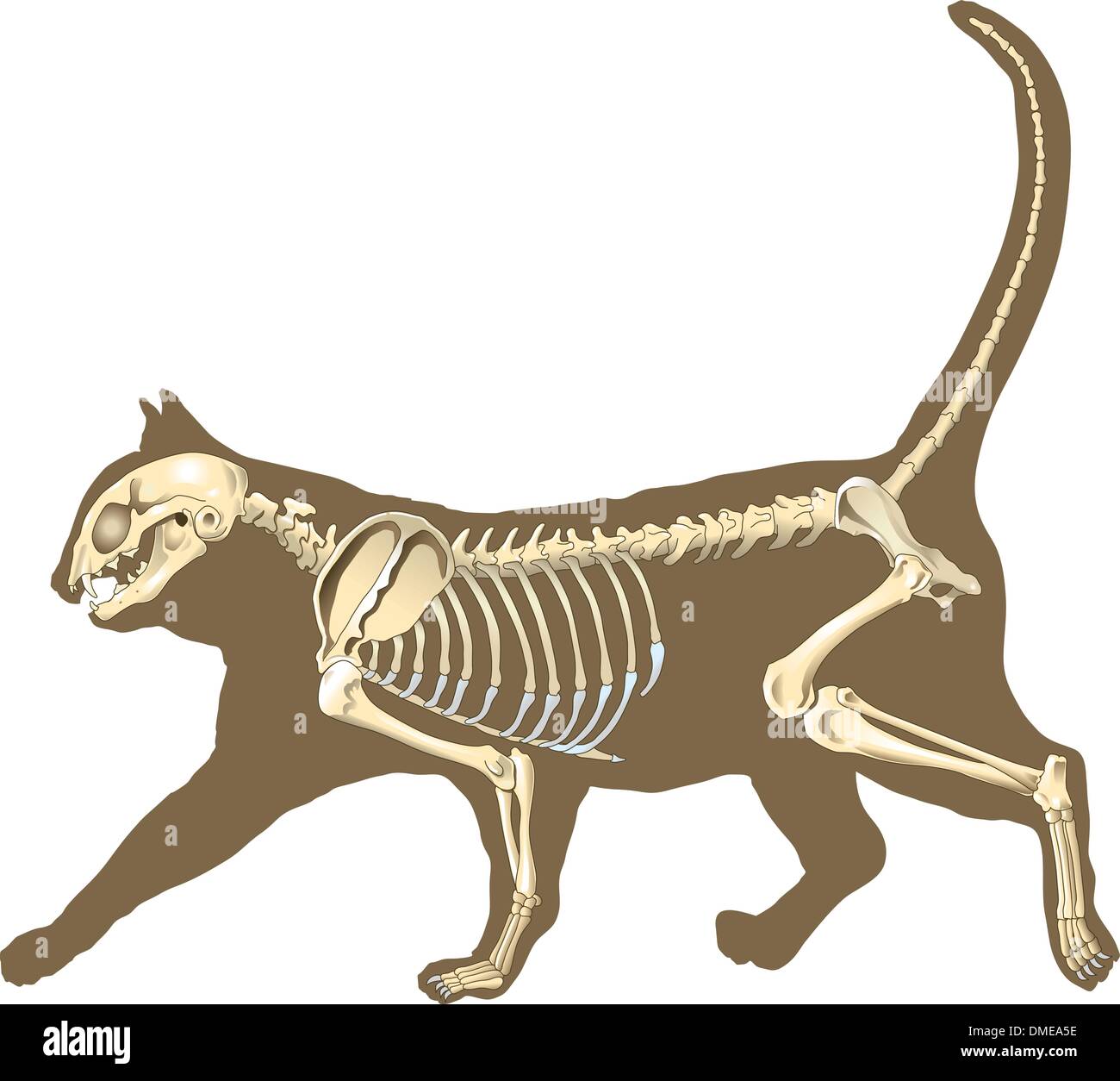 Cat Skull Labeled
