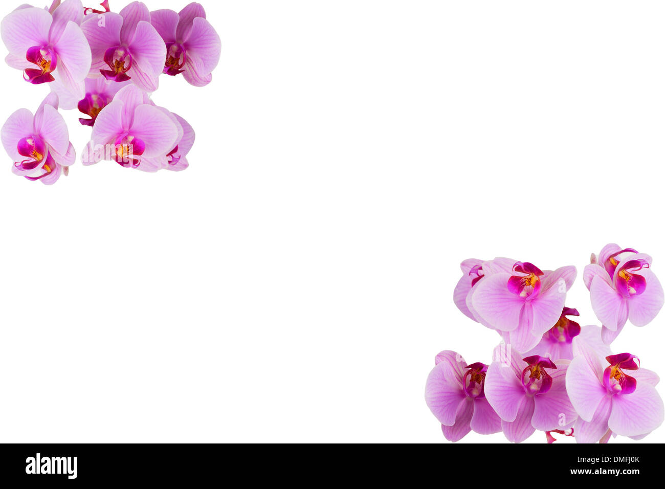 Horizontal flowers background Stock Photo - Alamy