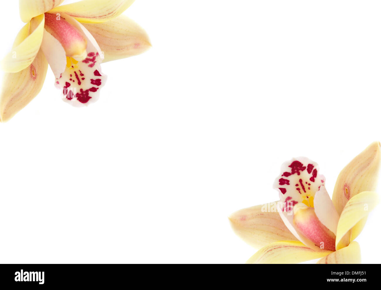 Corner garden yellow flowers Cut Out Stock Images & Pictures - Alamy