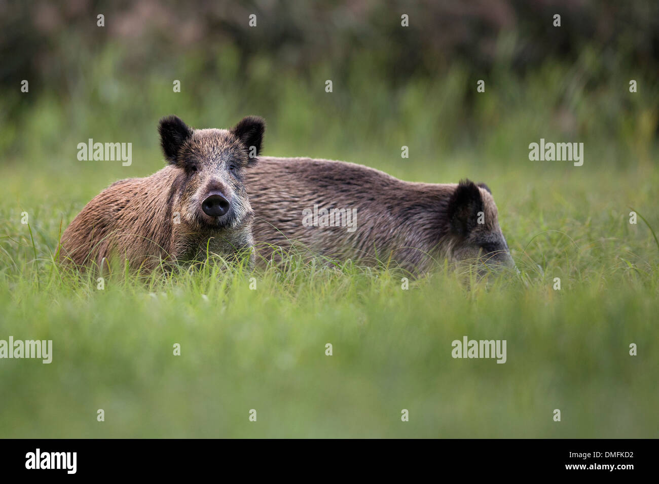 Two boars in the wild, in the clearing Stock Photo - Alamy