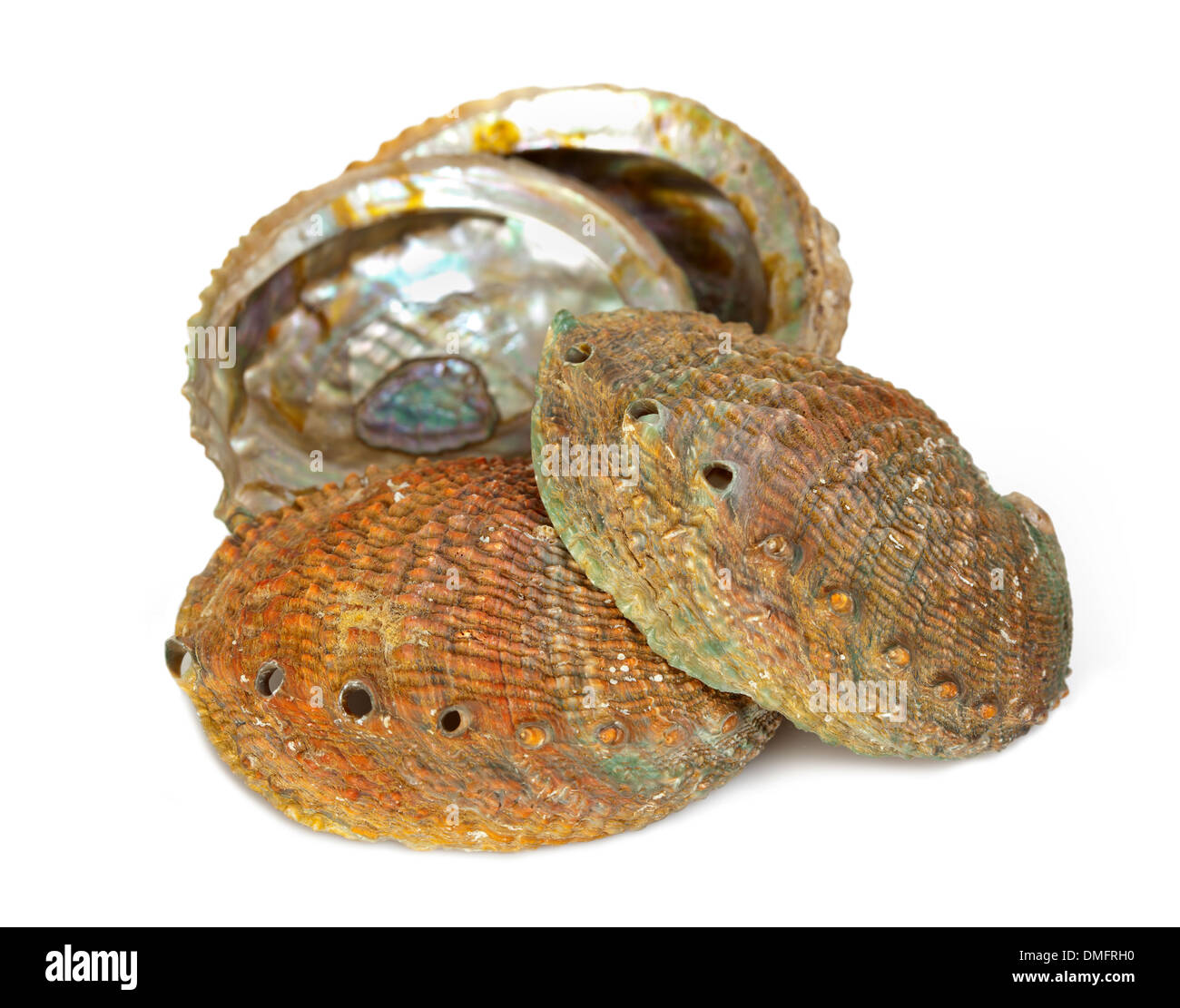 Iridescent abalone shell hi-res stock photography and images - Alamy