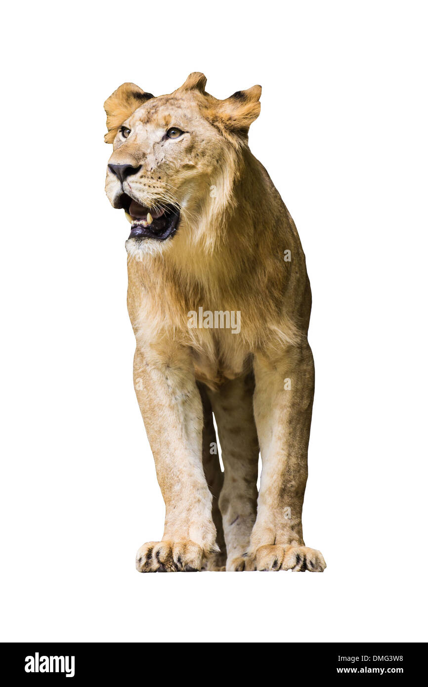Lion cub fur Cut Out Stock Images & Pictures - Alamy