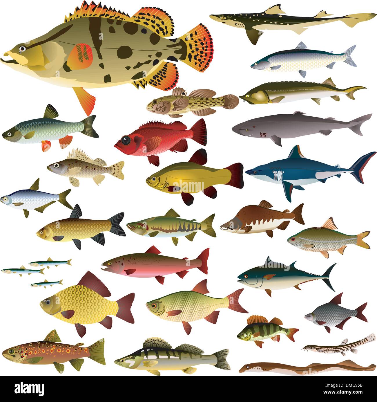 Vector collection of fish Stock Vector Image & Art - Alamy