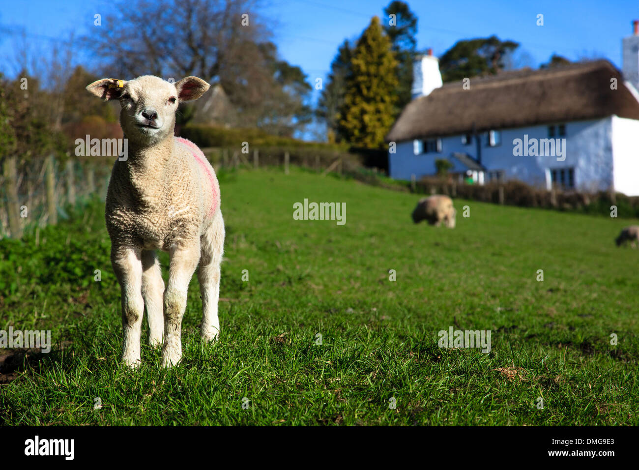 Lamb in field, North Bovey, Dartmoor, Devon, England Stock Photo - Alamy