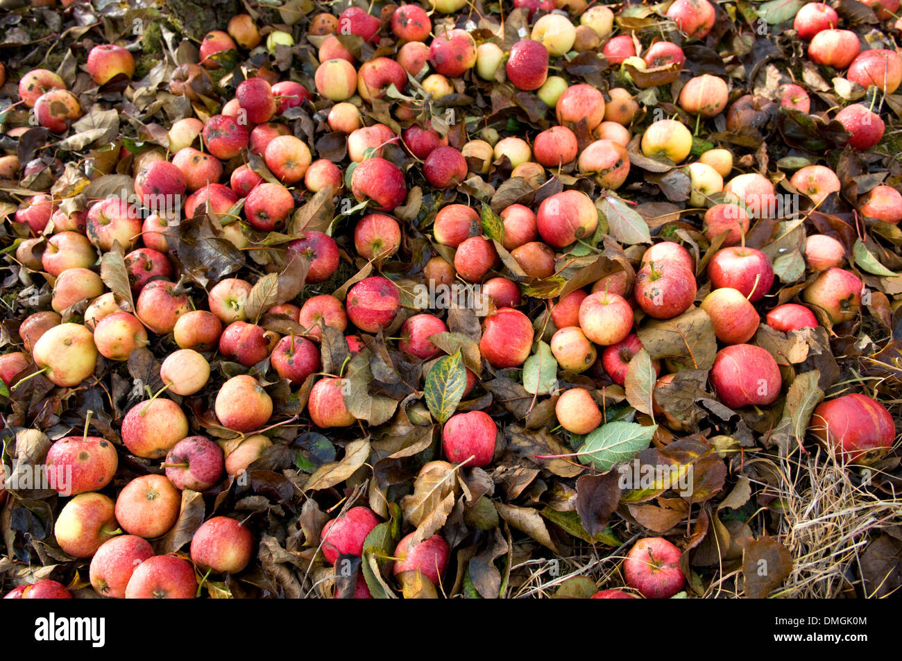 Kent fallen hi-res stock photography and images - Alamy
