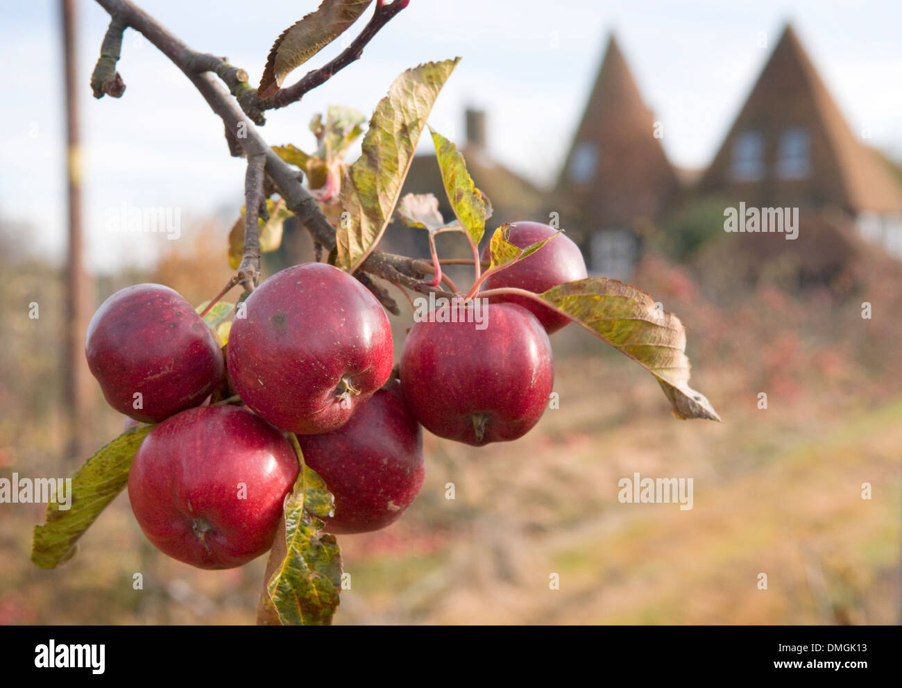 Kent fruit orchard hi-res stock photography and images - Alamy