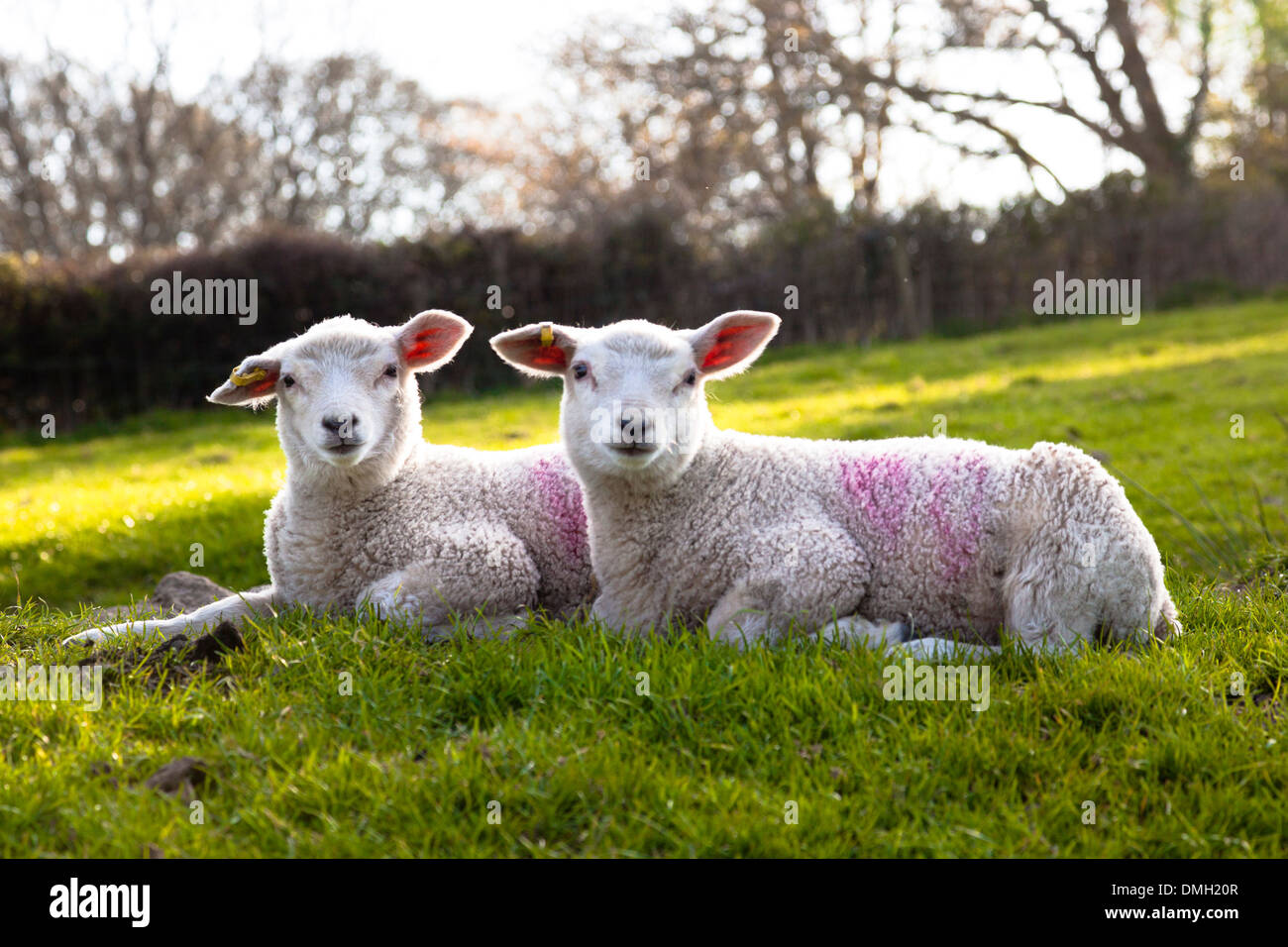 Lamb lying down hi-res stock photography and images - Alamy