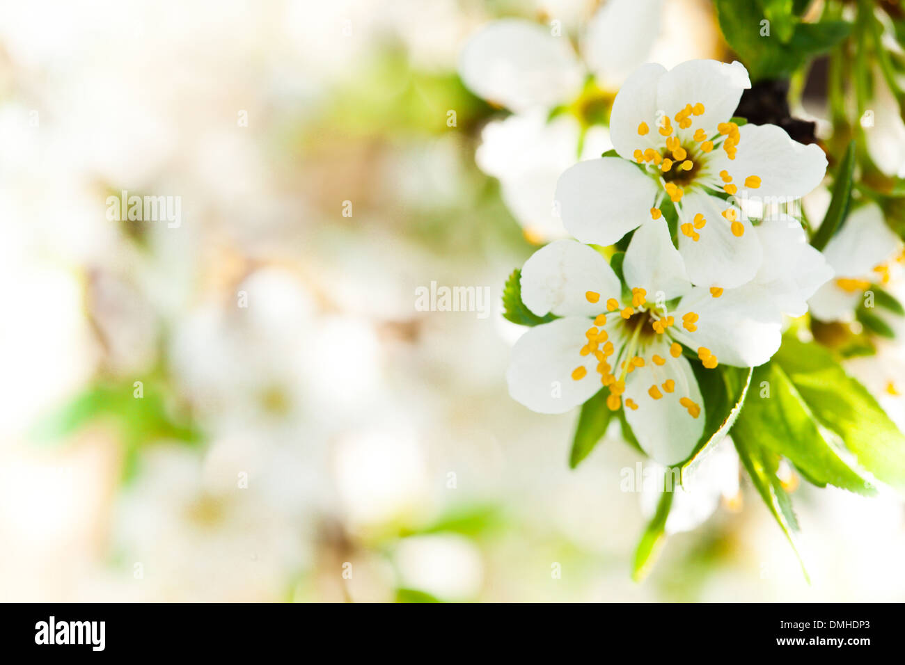 Beautiful spring bokeh for design with copyspace Stock Photo - Alamy