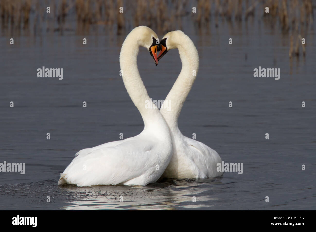 Two Swans Making A Heart Drawing