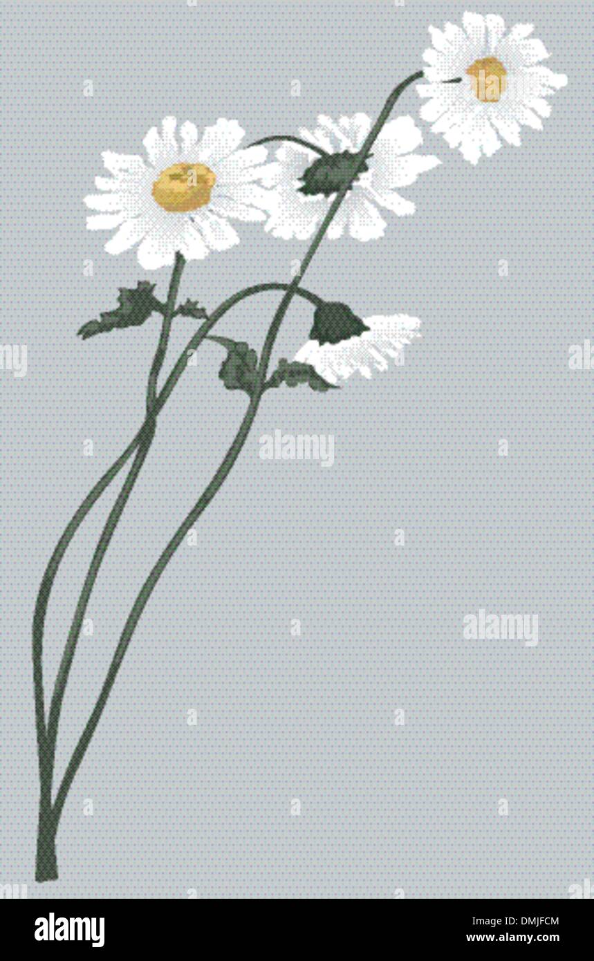 Bunch of daisy flower Stock Vector Images - Alamy