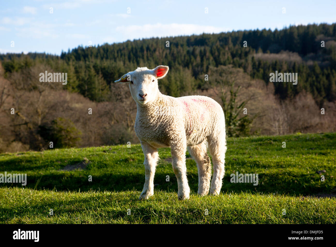 Devon lamb, Dartmoor, England, UK Stock Photo - Alamy