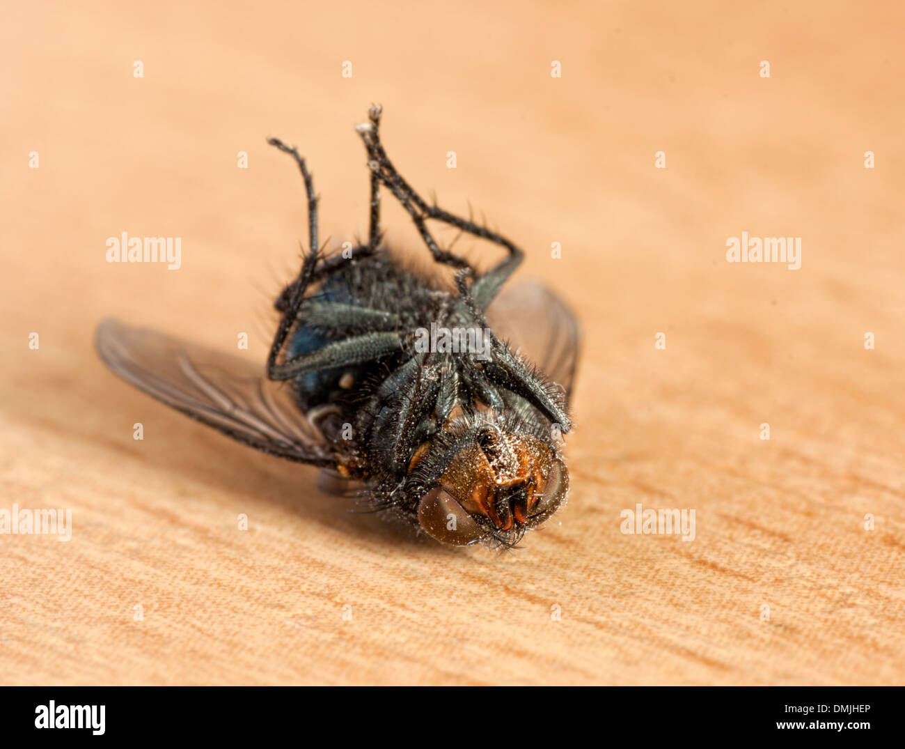 Dead bug upside down hi-res stock photography and images - Alamy