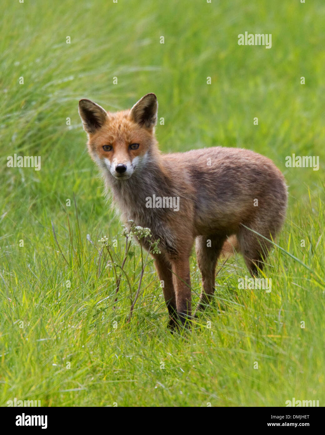 Fox looking towards viewer hi-res stock photography and images - Alamy