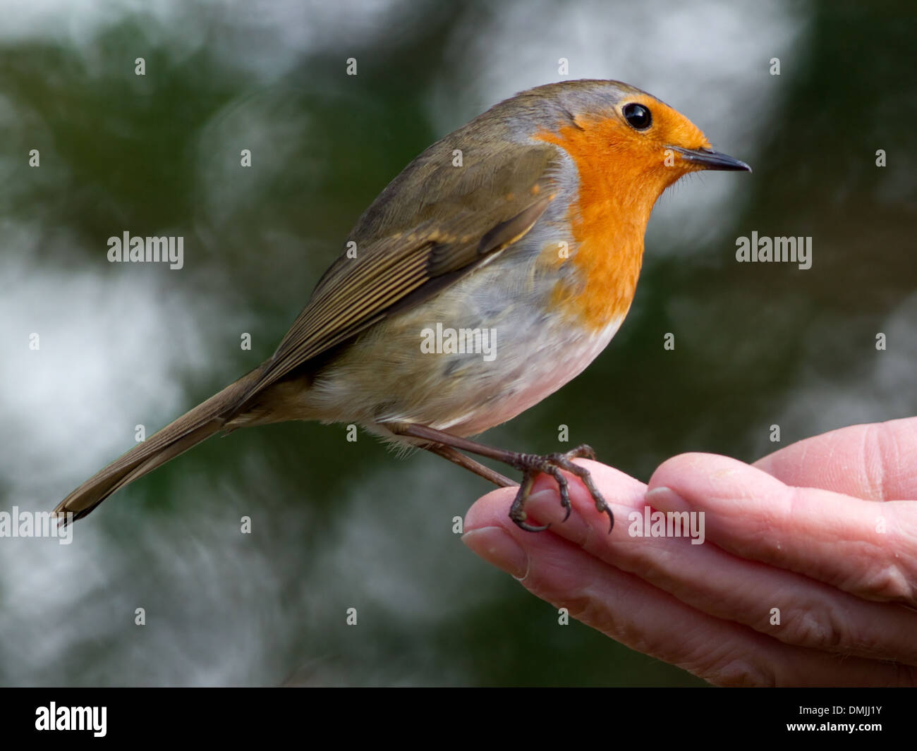 Bird sitting on hand hi-res stock photography and images - Alamy