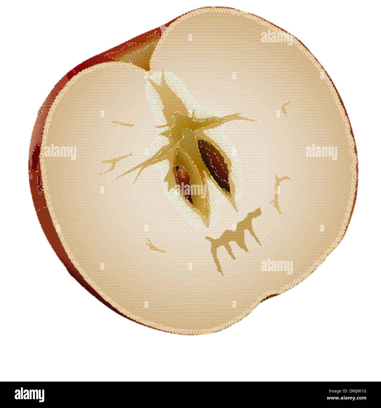 Halved Stock Vector Images - Alamy