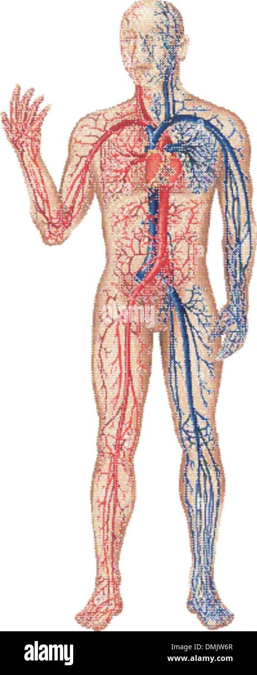 Human Blood Circulation High Resolution Stock Photography and Images ...