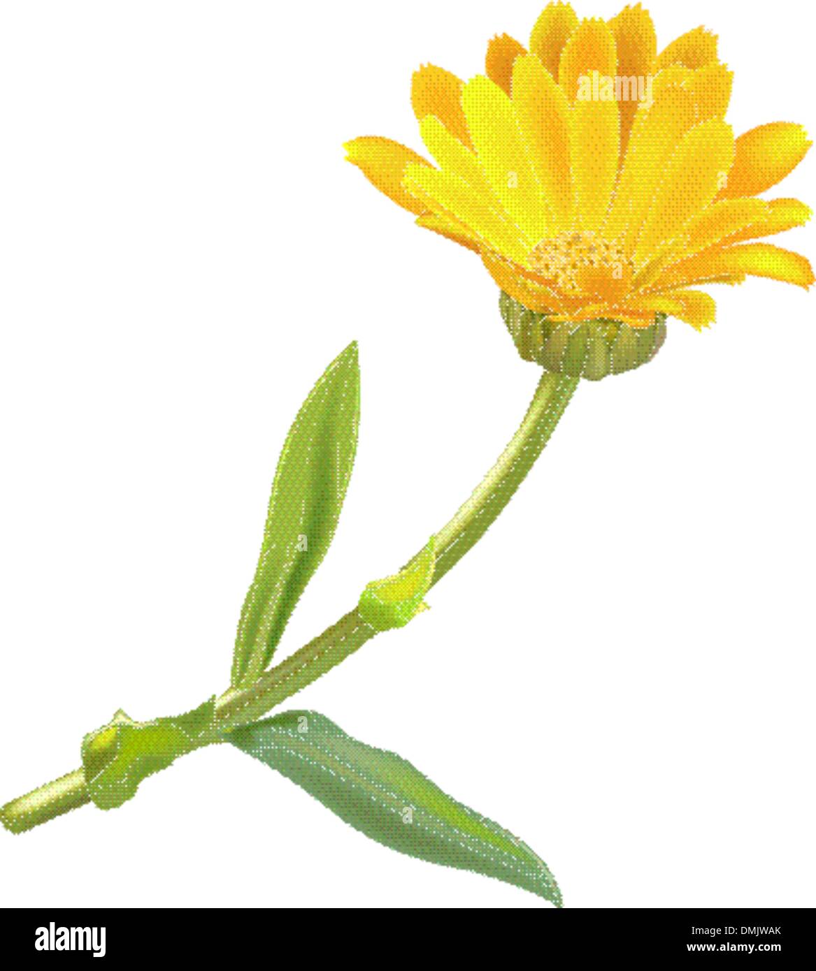 Marigold stem isolated Stock Vector Images - Alamy