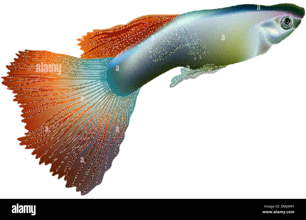 Guppy - Aquarium Fish Stock Vector Image & Art - Alamy