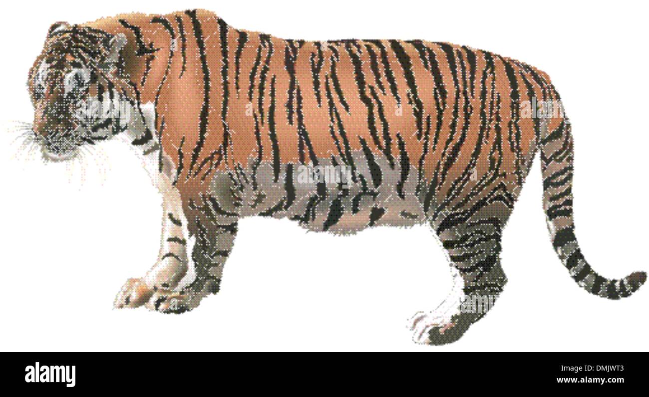 Tiger standing Stock Vector Images - Alamy