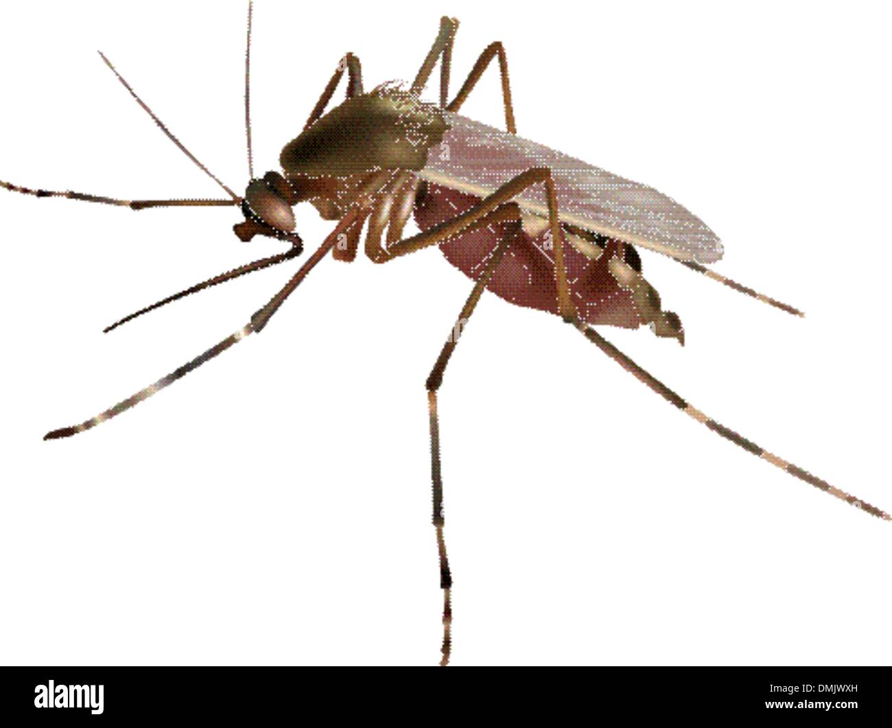 Mosquito close up Stock Vector Images - Alamy