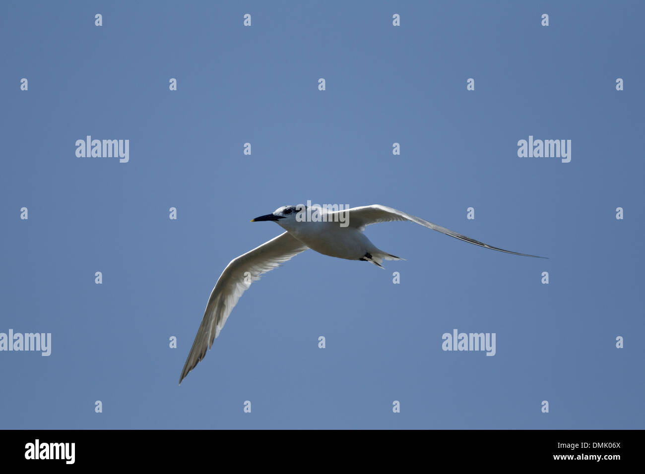 Sandwich tern in winter plumage hi-res stock photography and images - Alamy