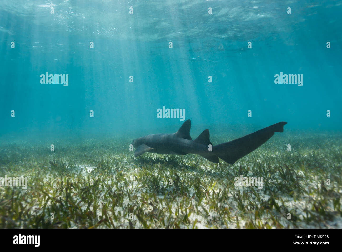 Closeup of nurse shark swimming above coral reef in Shark Alley Belize ...