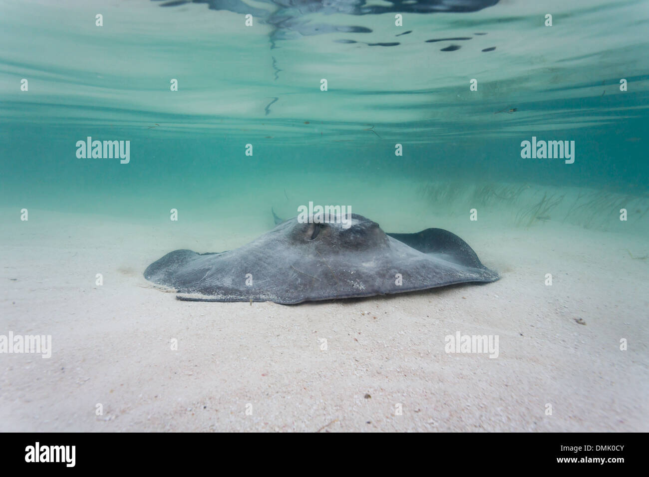 Stingray barb hi-res stock photography and images - Alamy
