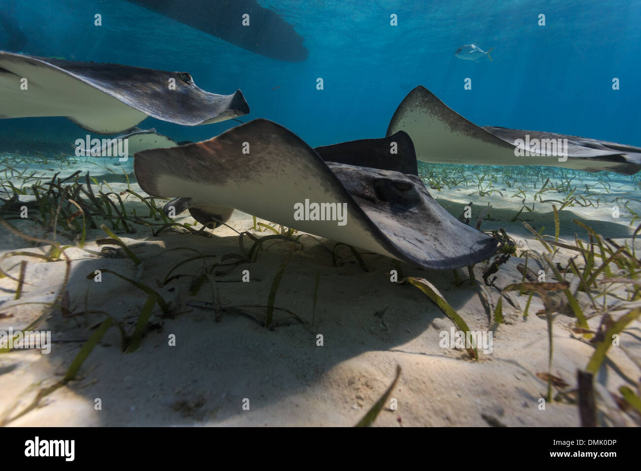 Stingray barb hi-res stock photography and images - Alamy