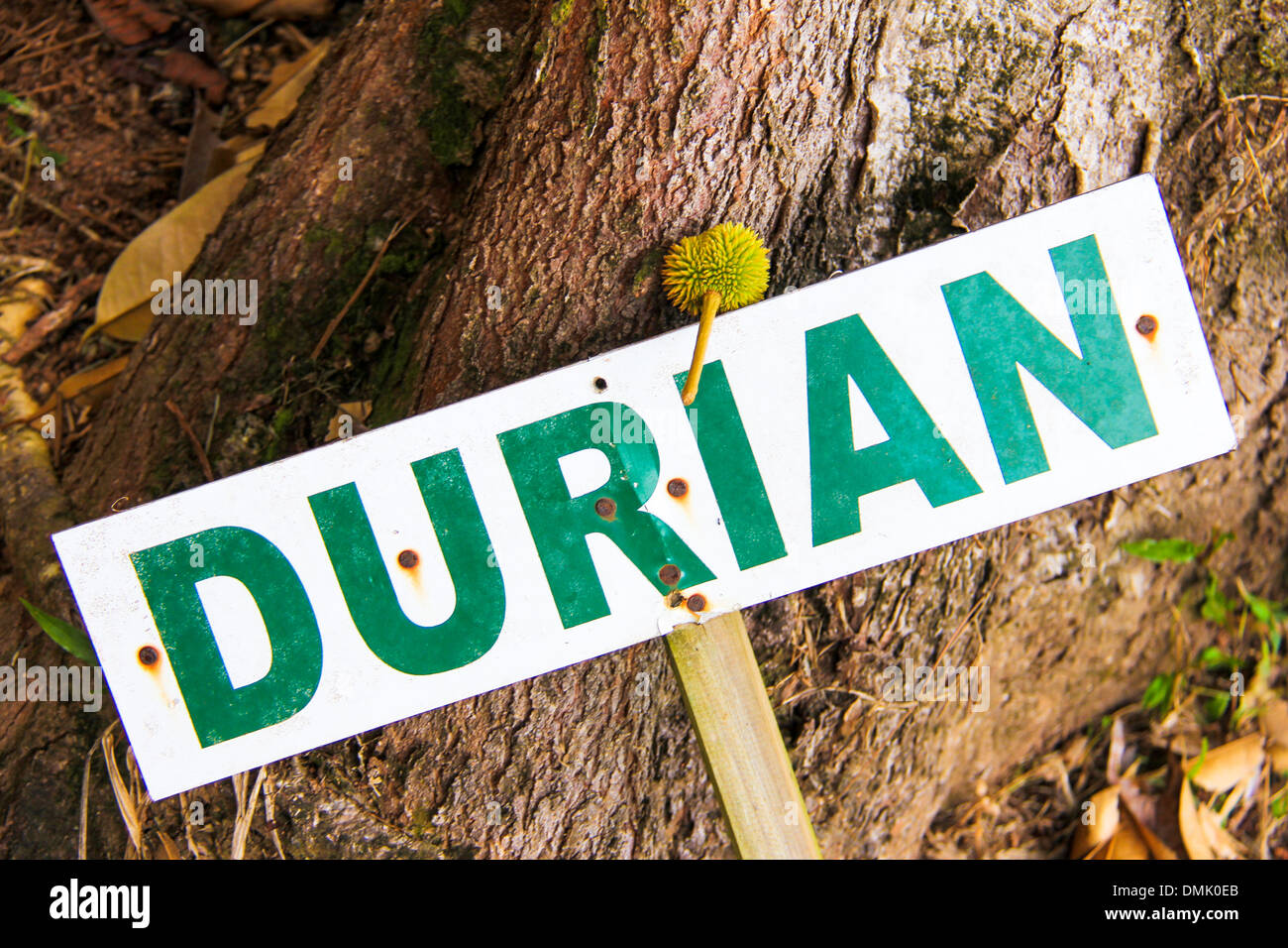 Durian sign hi-res stock photography and images - Alamy