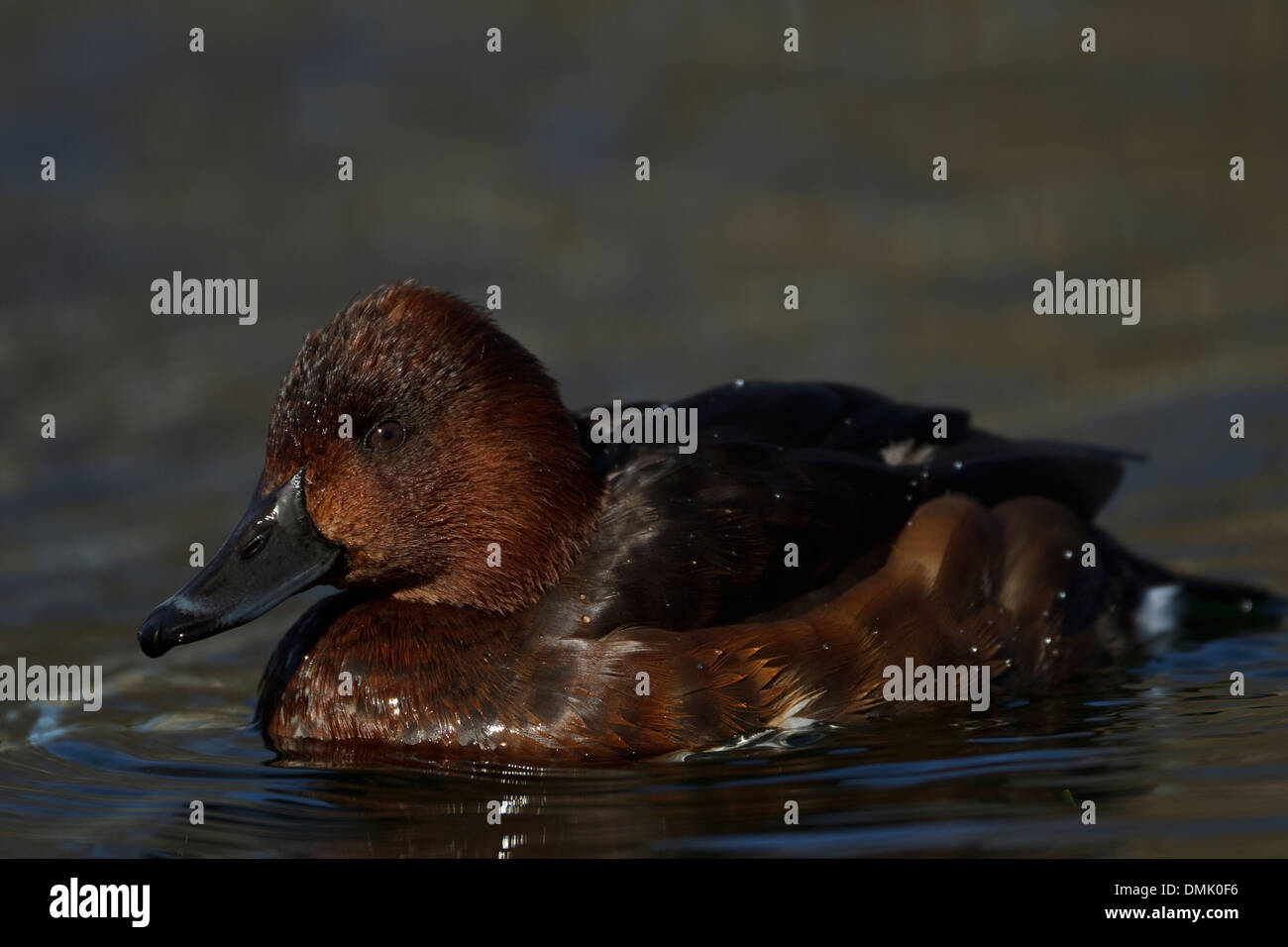 Female ferruginous duck hi-res stock photography and images - Alamy