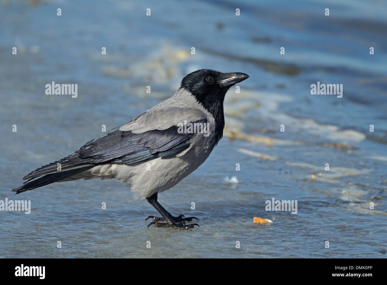 Hooded Crow (Corvus corone cornix Stock Photo - Alamy